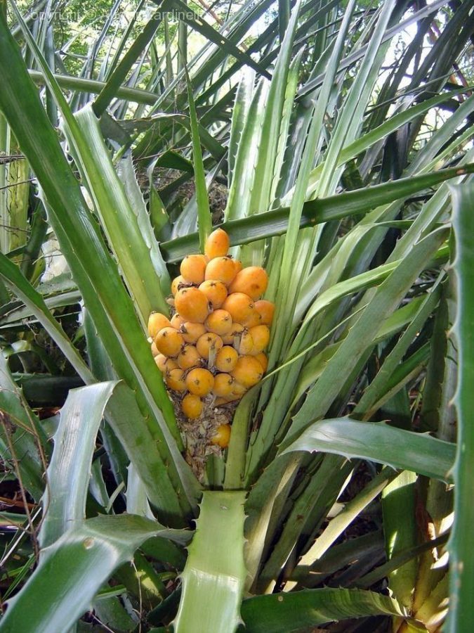 Antes de se chamar Gravatá, éramos conhecidos como Crauatá, você sabia ...