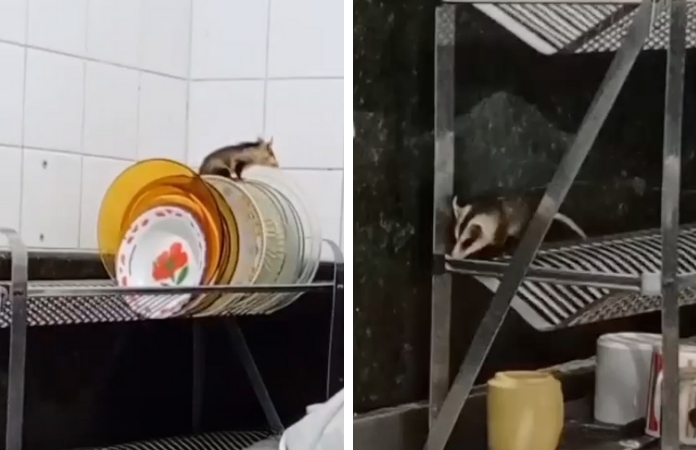 Inusitado: timbu é flagrado na cozinha do Hospital de Gravatá, denuncia ...